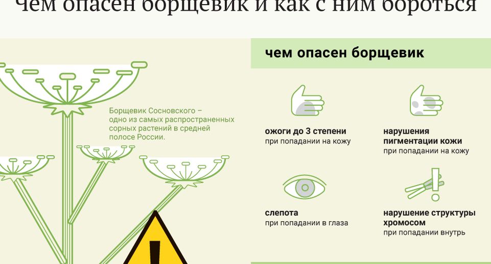 Чем опасен борщевик и как с ним бороться | РИАМО | РИАМО